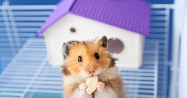 Interesse por pets de bolso cresce mais que procura por cachorros no Brasil